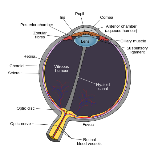 Schematic_diagram_of_the_human_eye - Spinfold